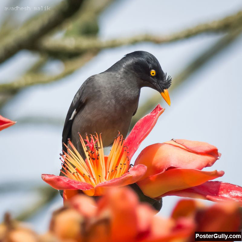 Silk Cotton Mynah #2 Artwork| Buy High-Quality Posters and Framed ...