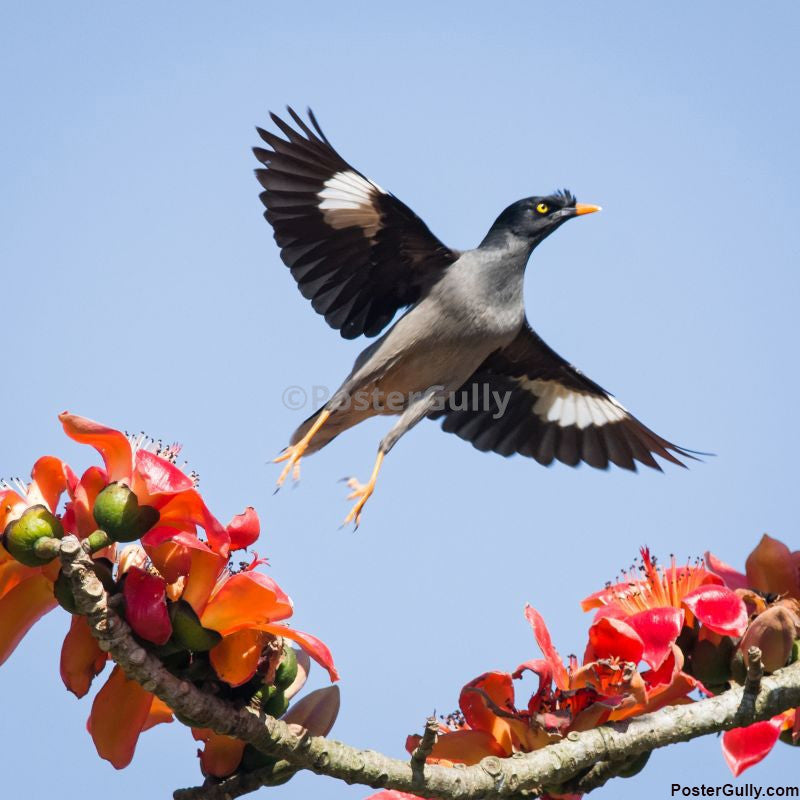 Flying Bird Artwork PosterGully Specials